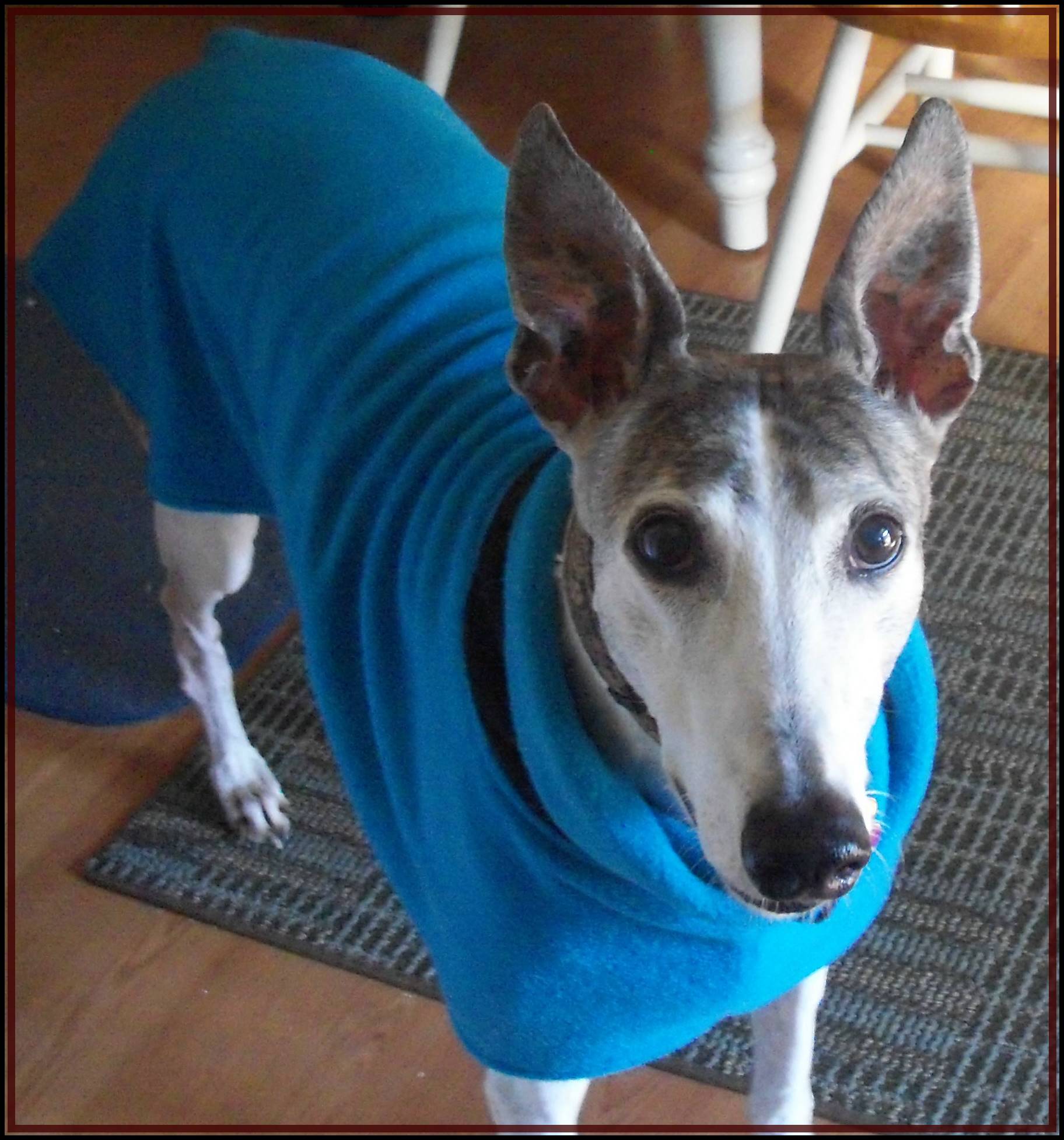 Senior Greyhounds – Greyhound Cleyhounds